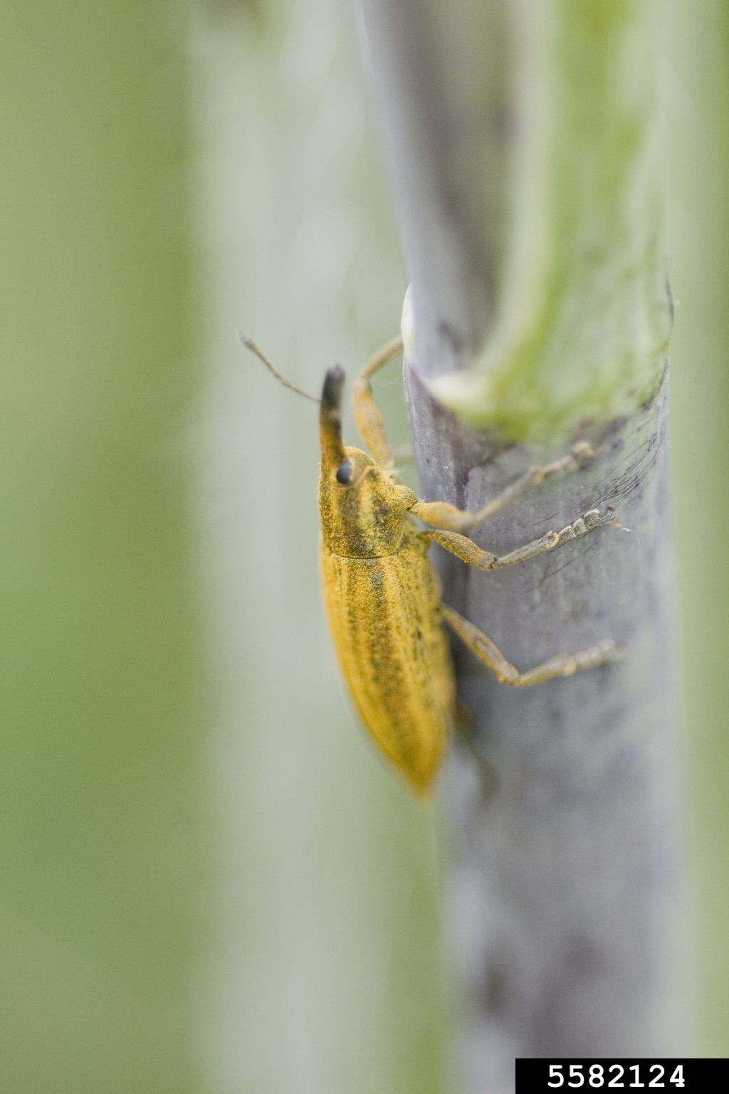 tree weevil (Lixus cardui)