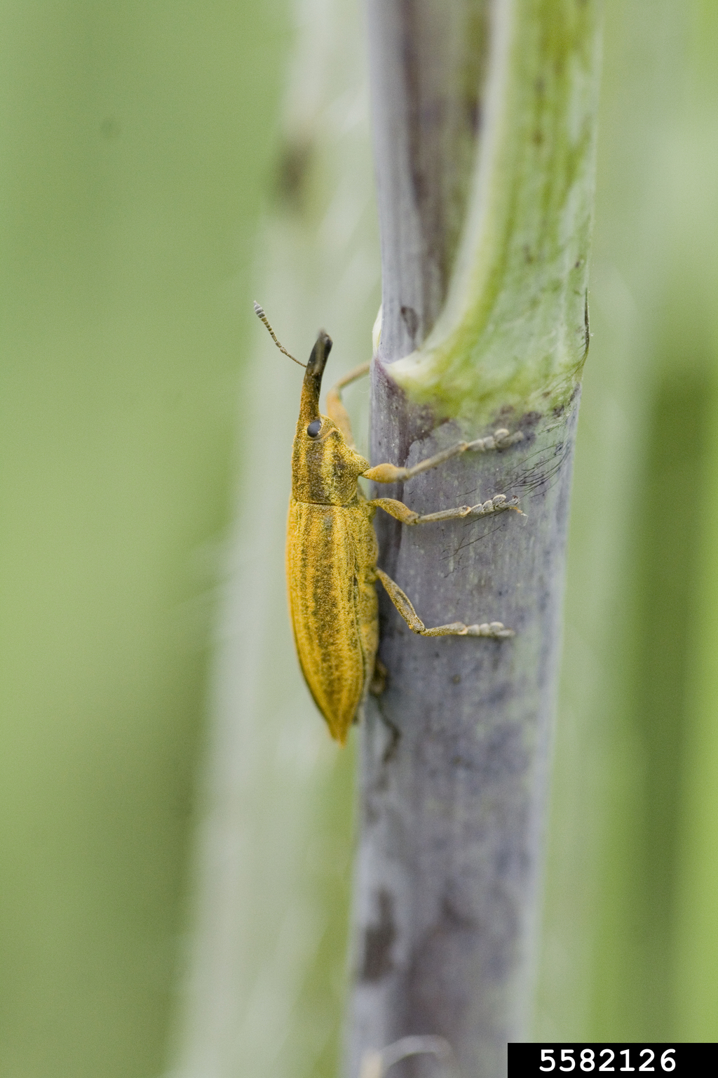 tree weevil (Lixus cardui)
