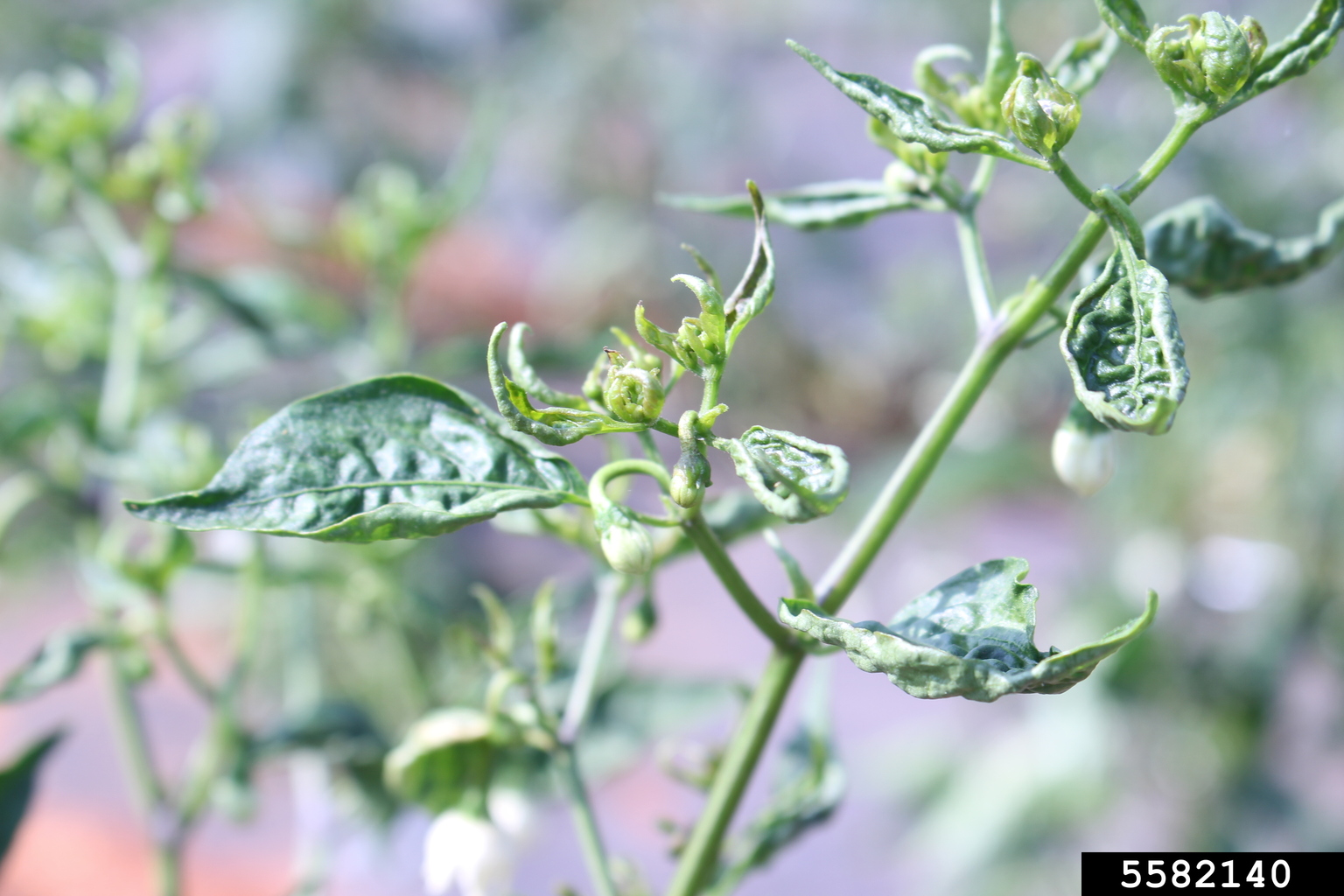 Chilli Leaf Curl Virus (ChiLCV) (Begomovirus Chilli Leaf Curl Virus)