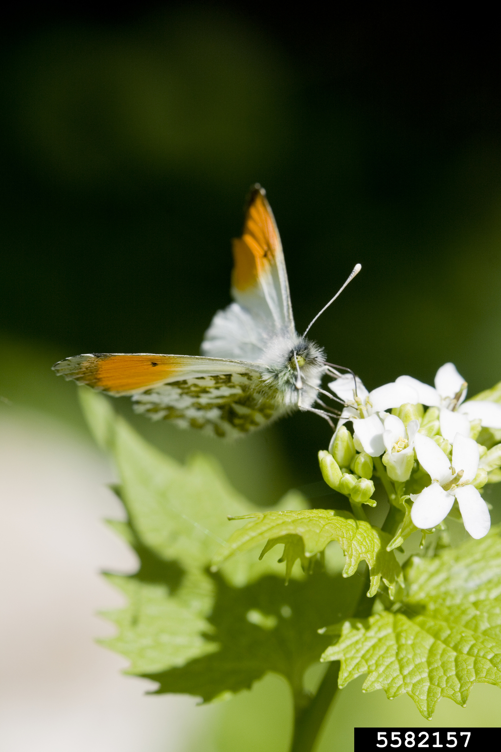 orange-tip (Anthocharis cardamines (Linnaeus, 1758))
