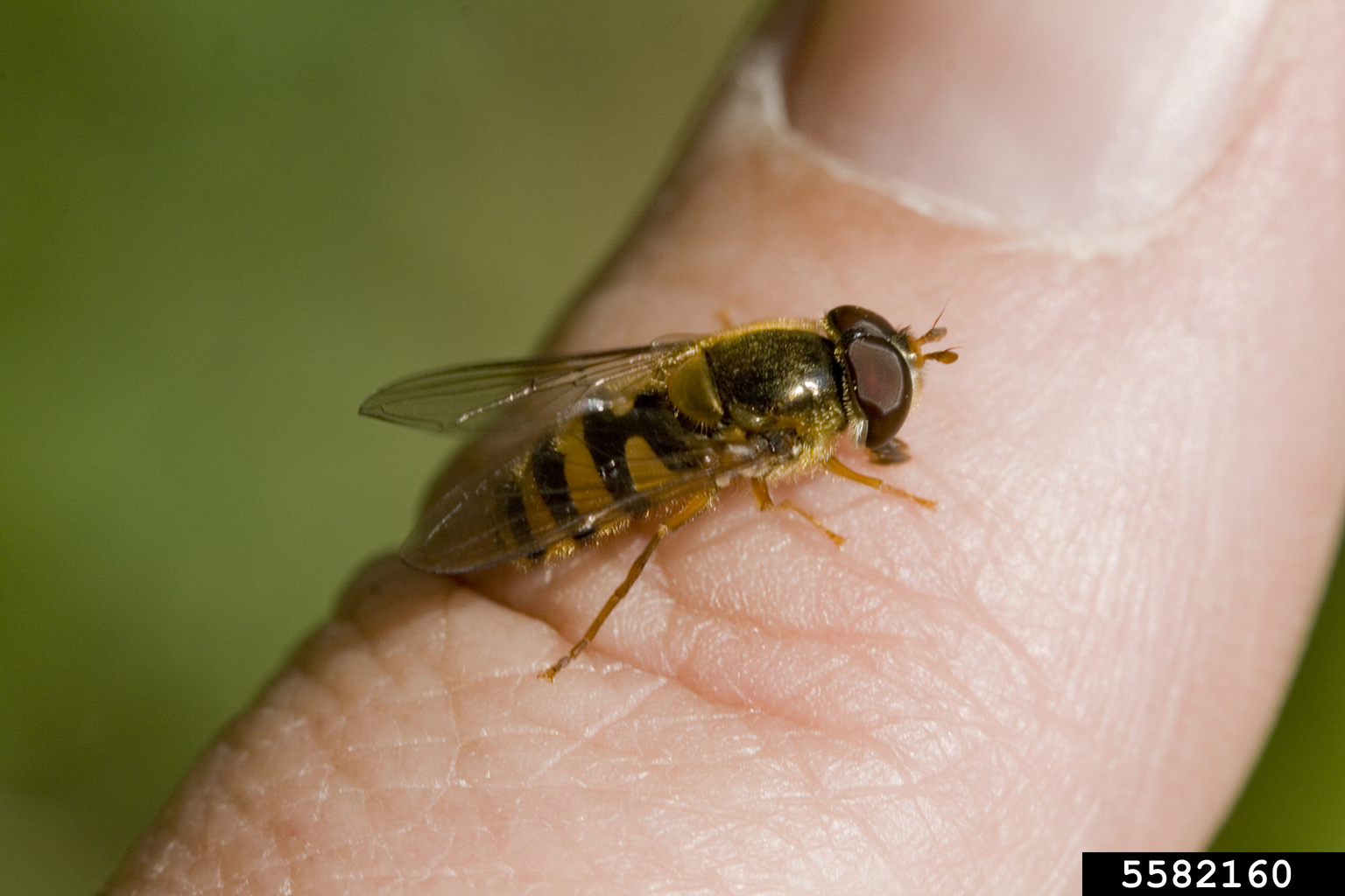 hover fly (Didea intermedia Loew, 1862)