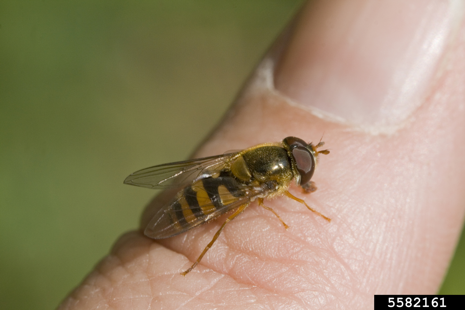 hover fly (Didea intermedia)