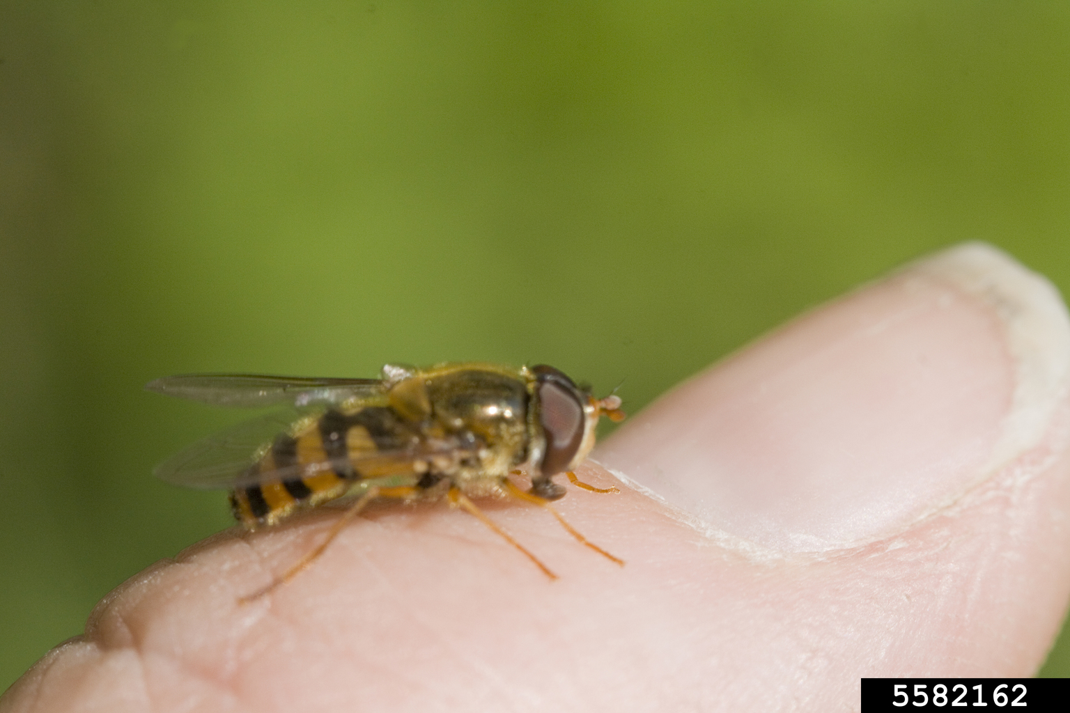 hover fly (Didea intermedia Loew, 1862)