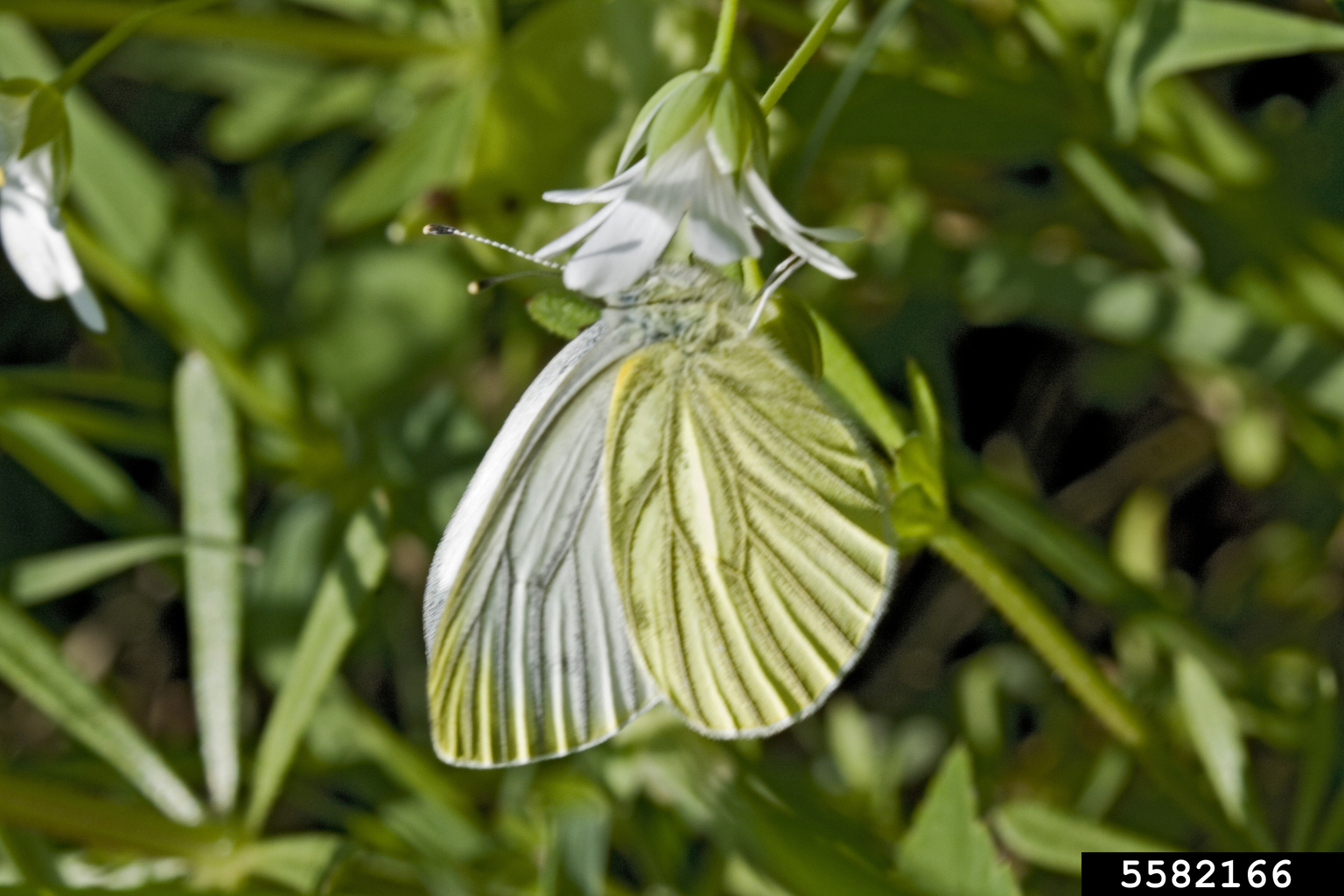 mustard white (Pieris napi (Linnaeus 1758))
