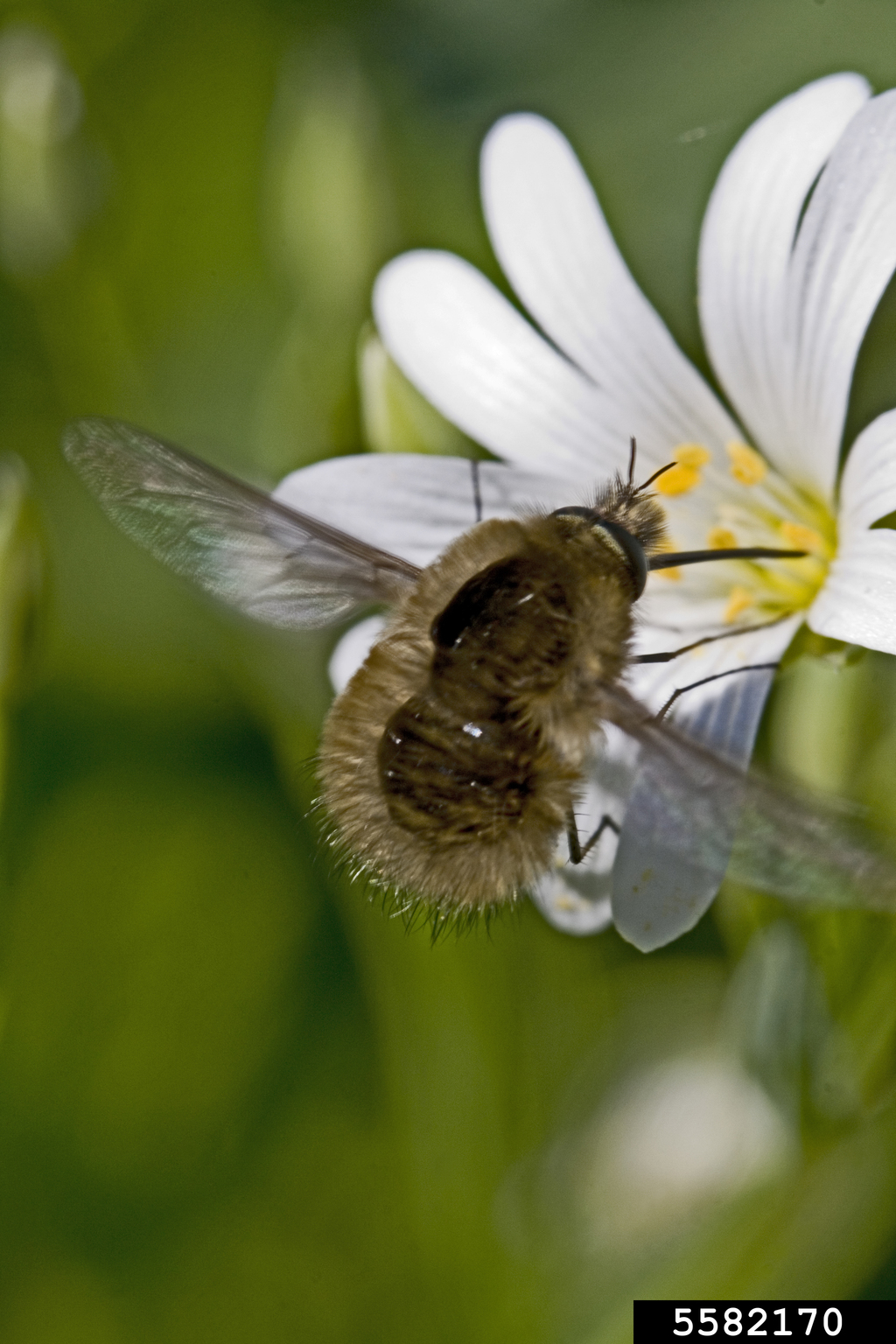 bee flies (Family Bombyliidae)