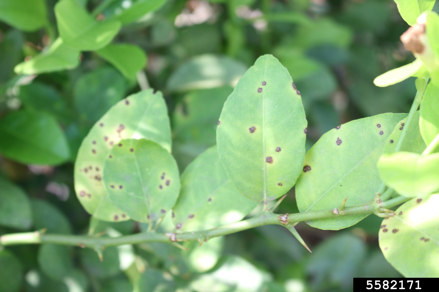 citrus canker (Xanthomonas citri (ex Hasse 1915) Gabriel et al. 1989)