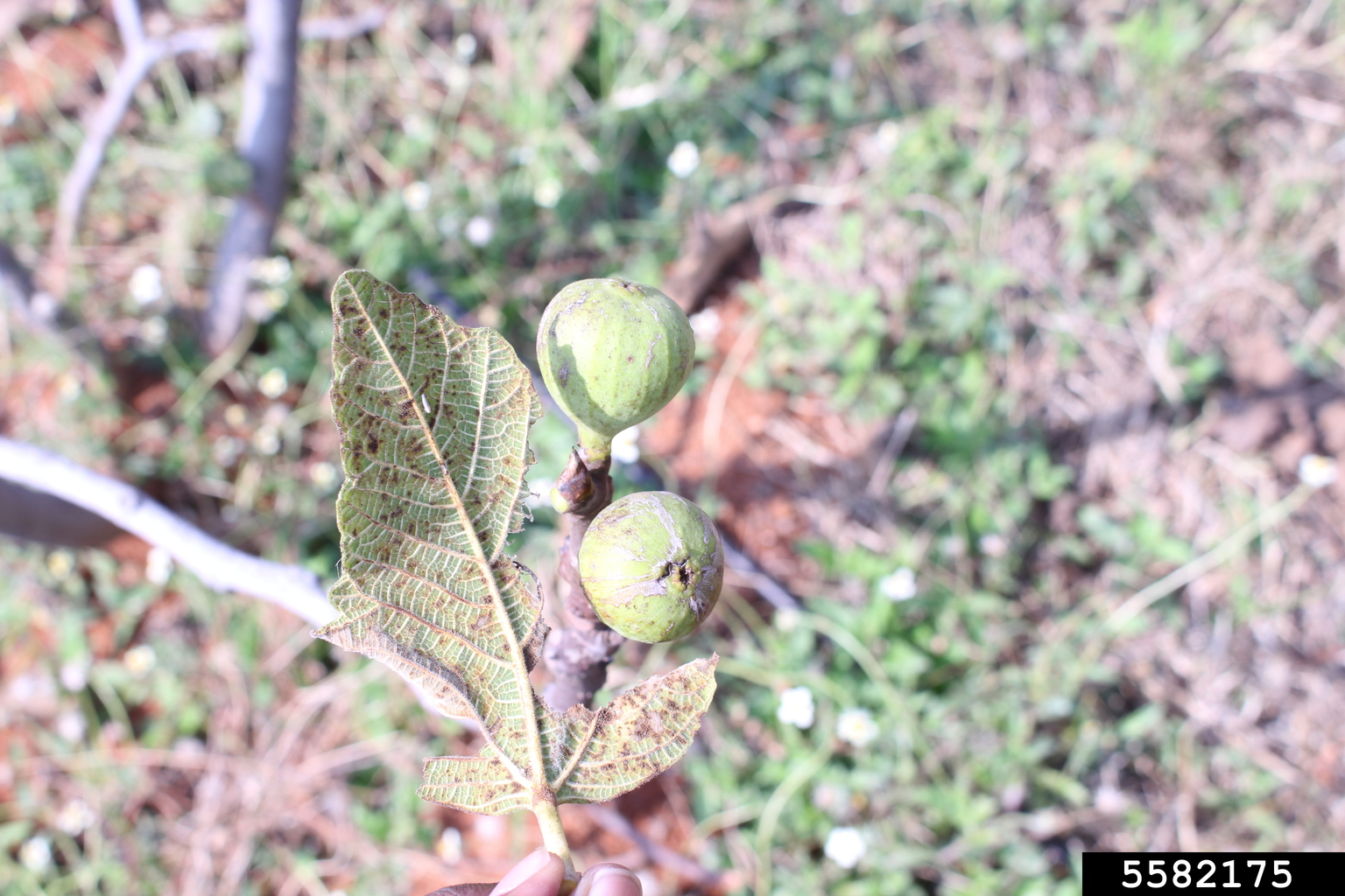 fig rust (Cerotelium fici (Castagne) Arthur)