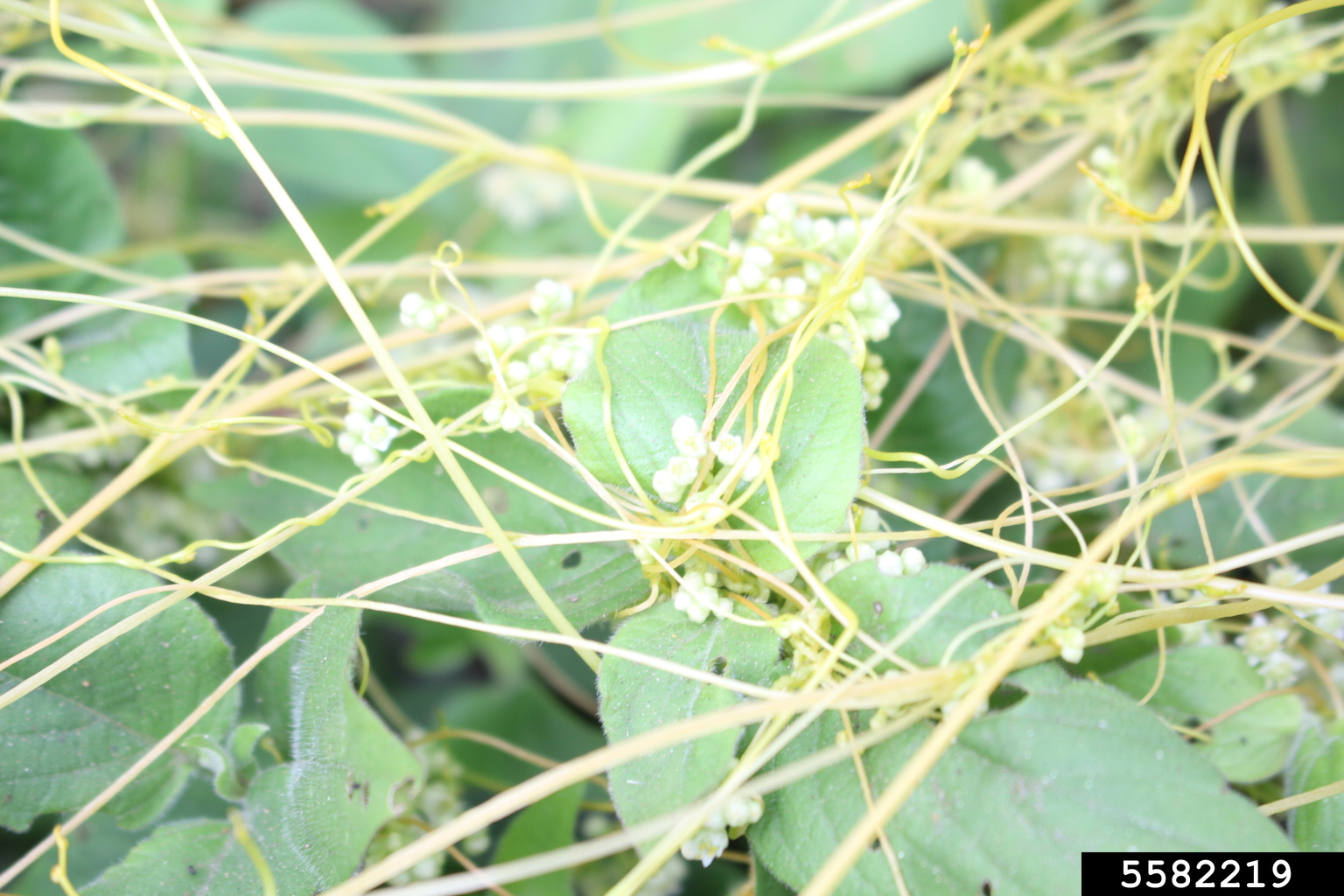 common dodder (Cuscuta campestris)