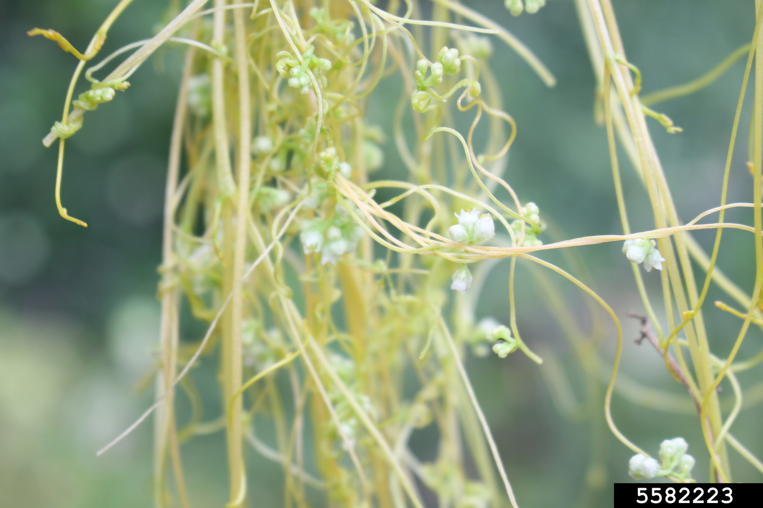 common dodder (Cuscuta campestris)