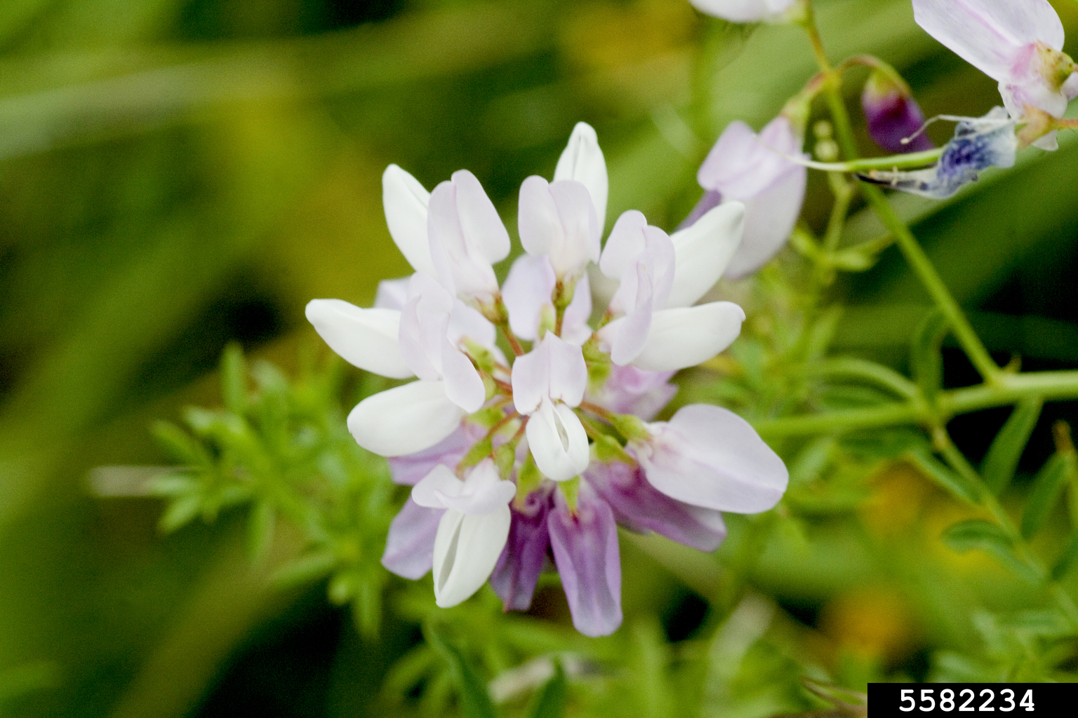 purple crown-vetch (Securigera varia)