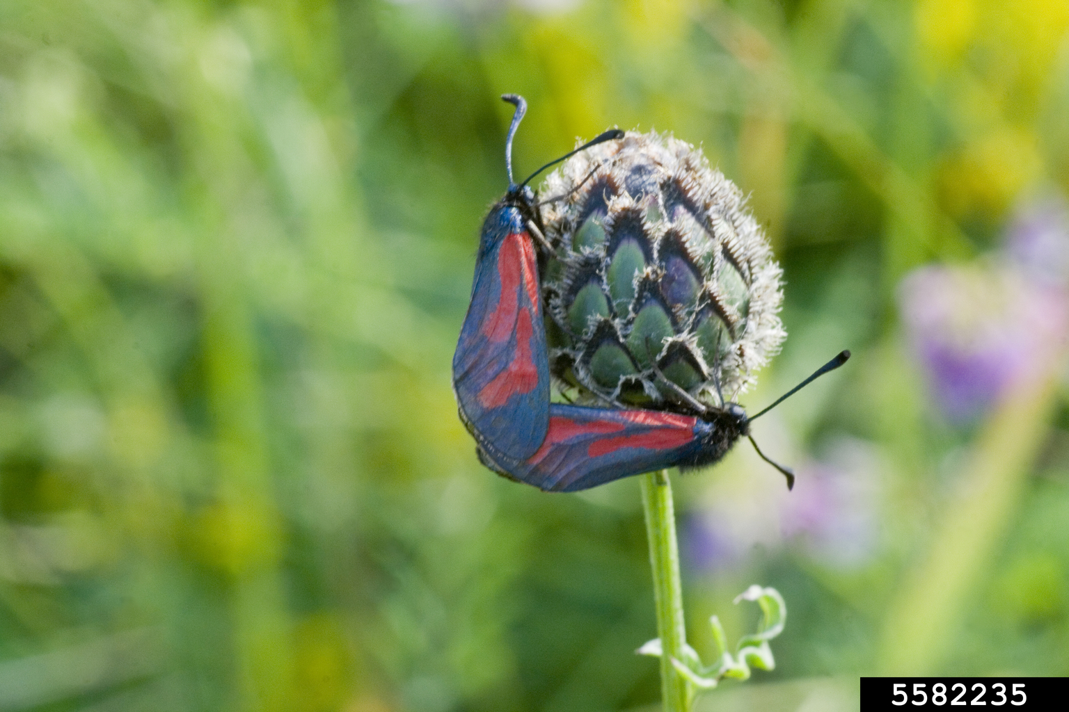 burnet moth (Zygaena minos Denis & Schiffermueller 1775)