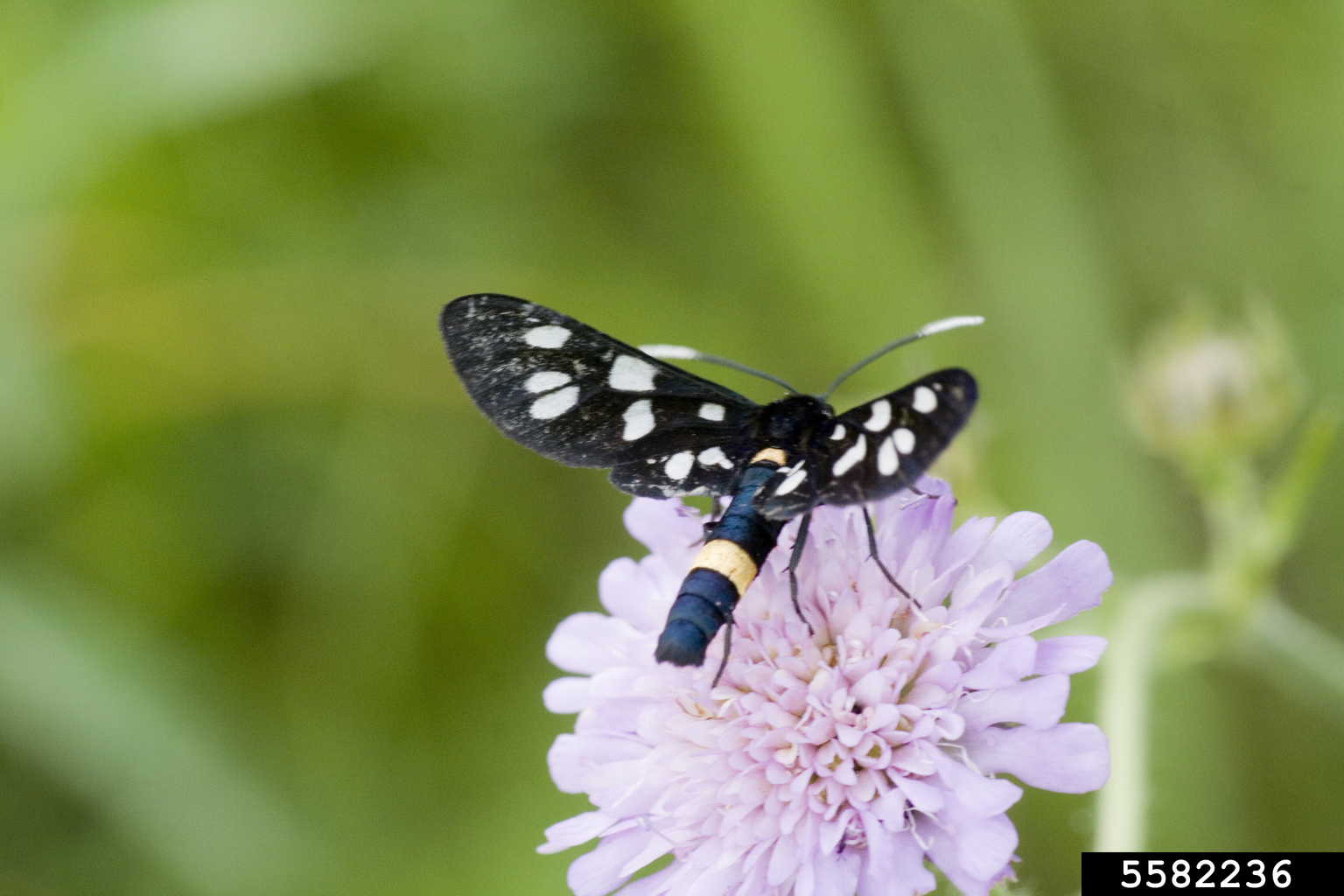 nine-spotted moth (Amata phegea)