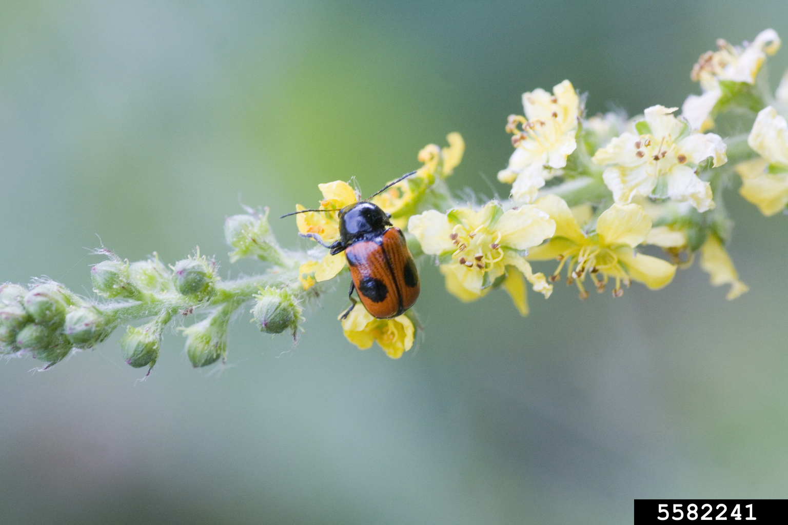 case-bearing leaf beetle (Cryptocephalus bipunctatus)