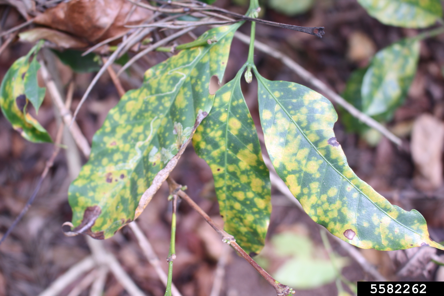 coffee leaf rust (Hemileia vastatrix)