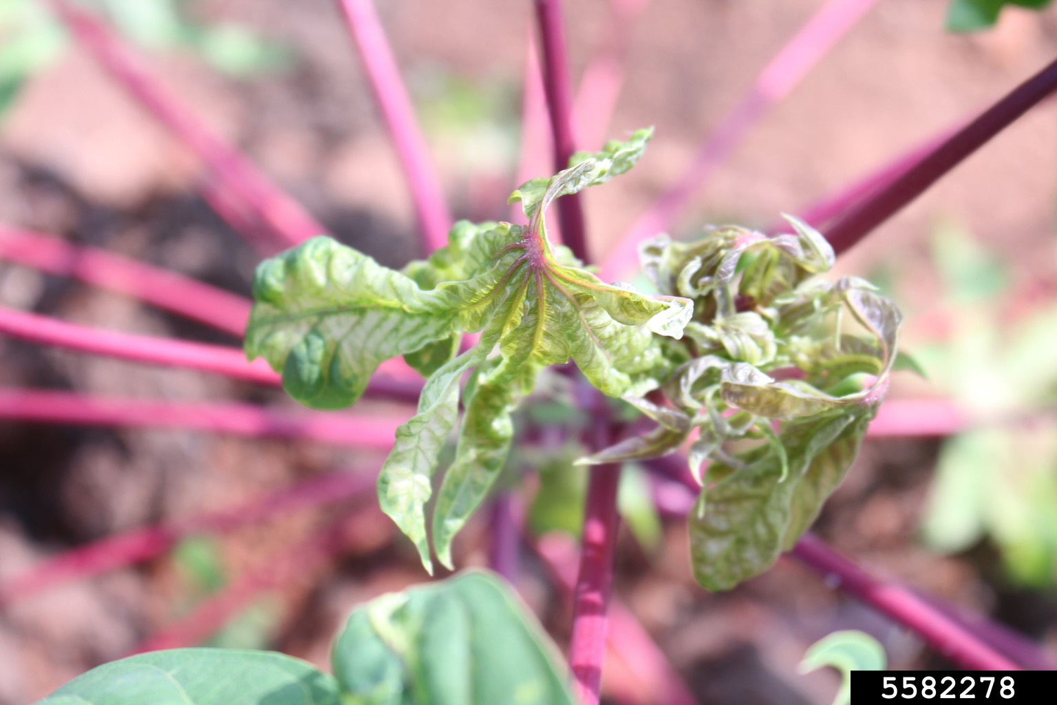 Indian cassava mosaic virus (Begomovirus (ICTV))