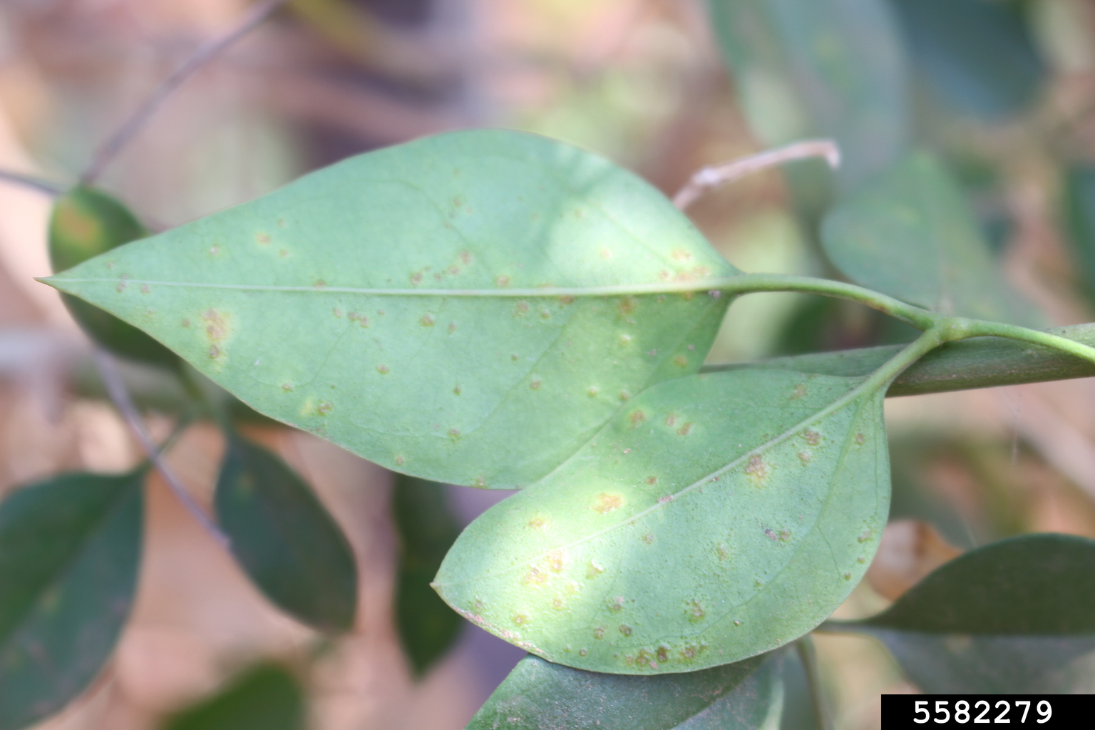 jasmine rust (Uromyces hobsonii)