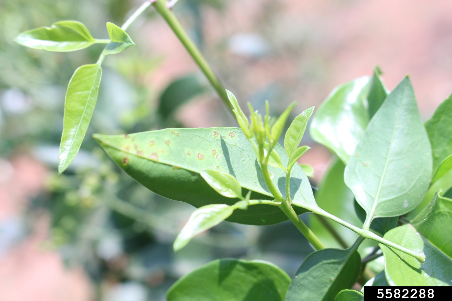 jasmine rust (Uromyces hobsonii Vize 1876)