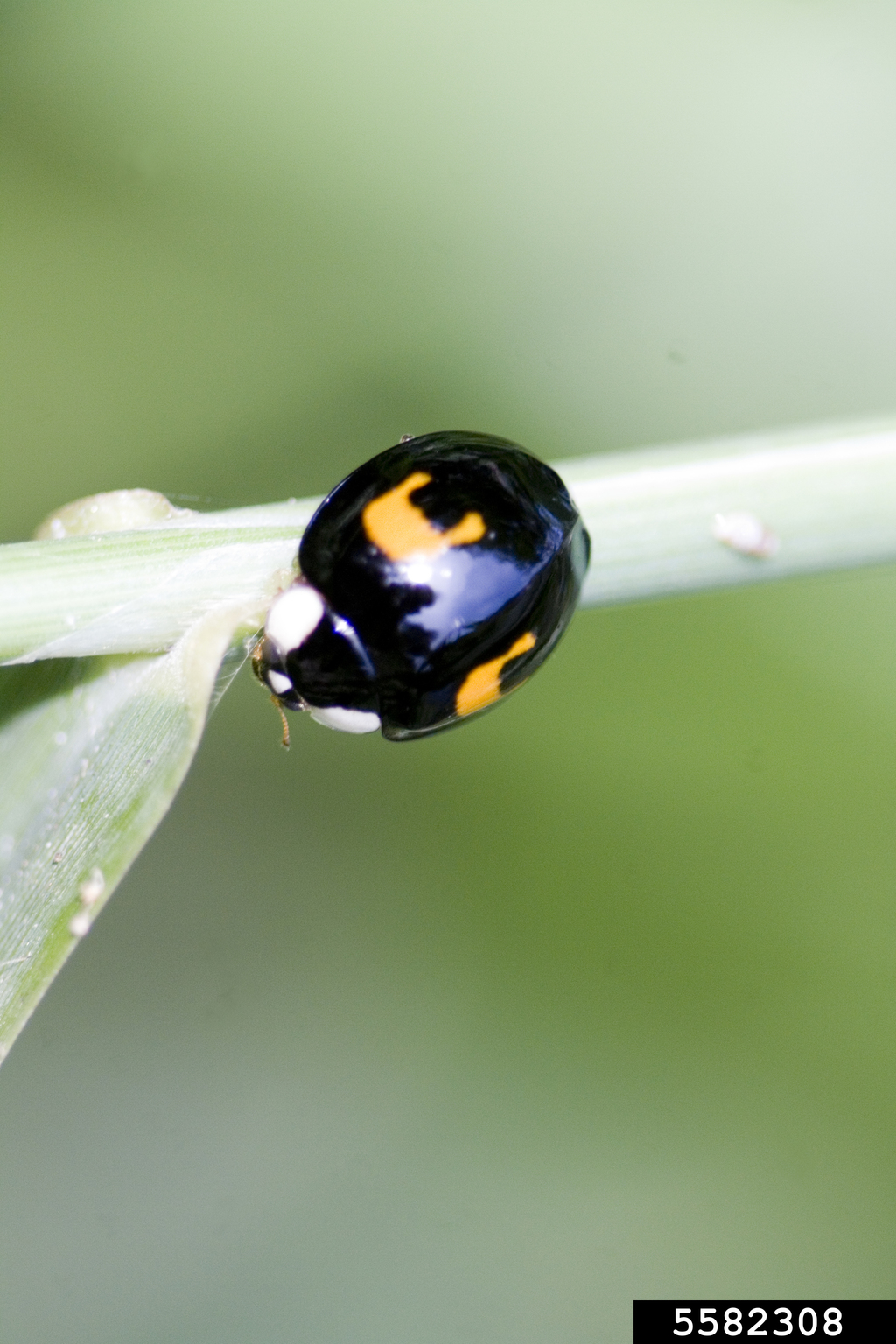 multicolored Asian lady beetle (Harmonia axyridis var. conspicua)