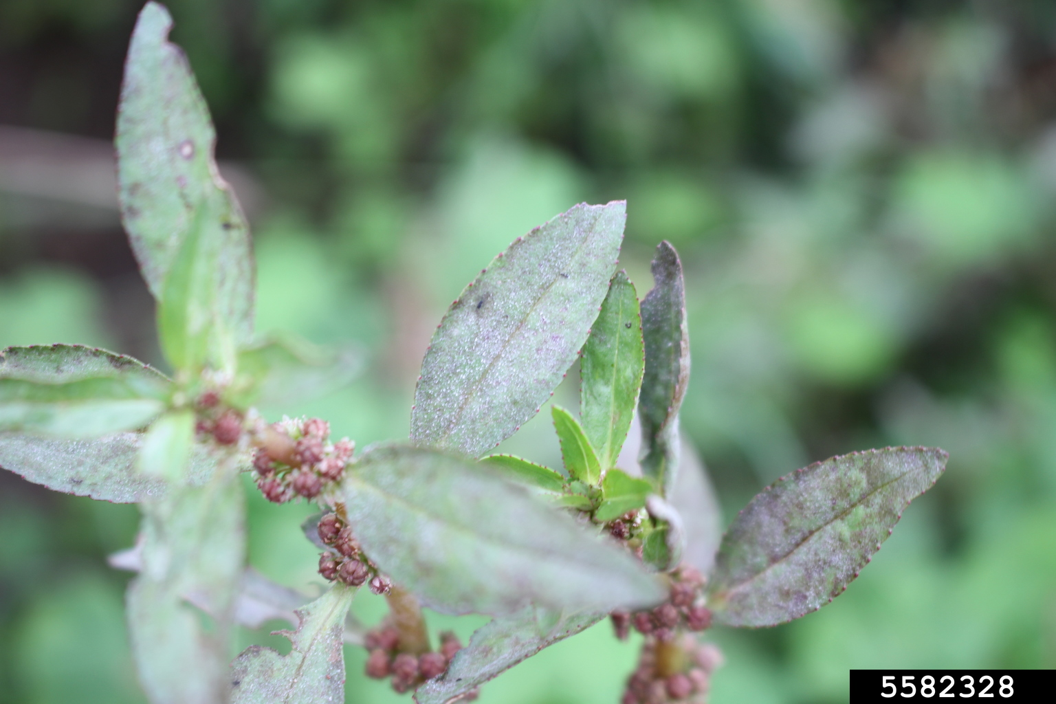 powdery mildew (Podosphaera fuliginea (Schltdl.) U. Braun & S. Takam.)