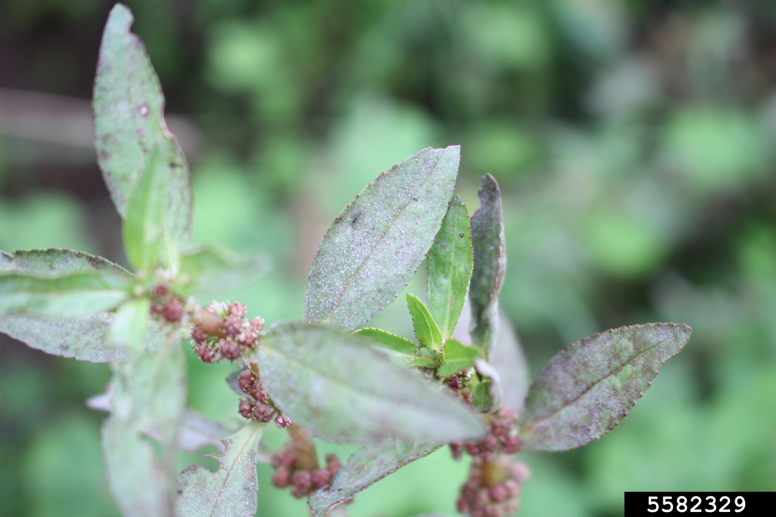 powdery mildew (Podosphaera fuliginea (Schltdl.) U. Braun & S. Takam.)