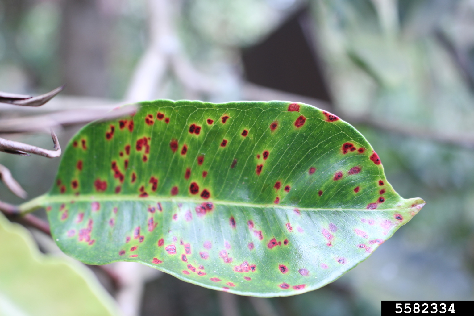 pink disease (Erythricium salmonicolor (Berk. & Broome) Burdsall)