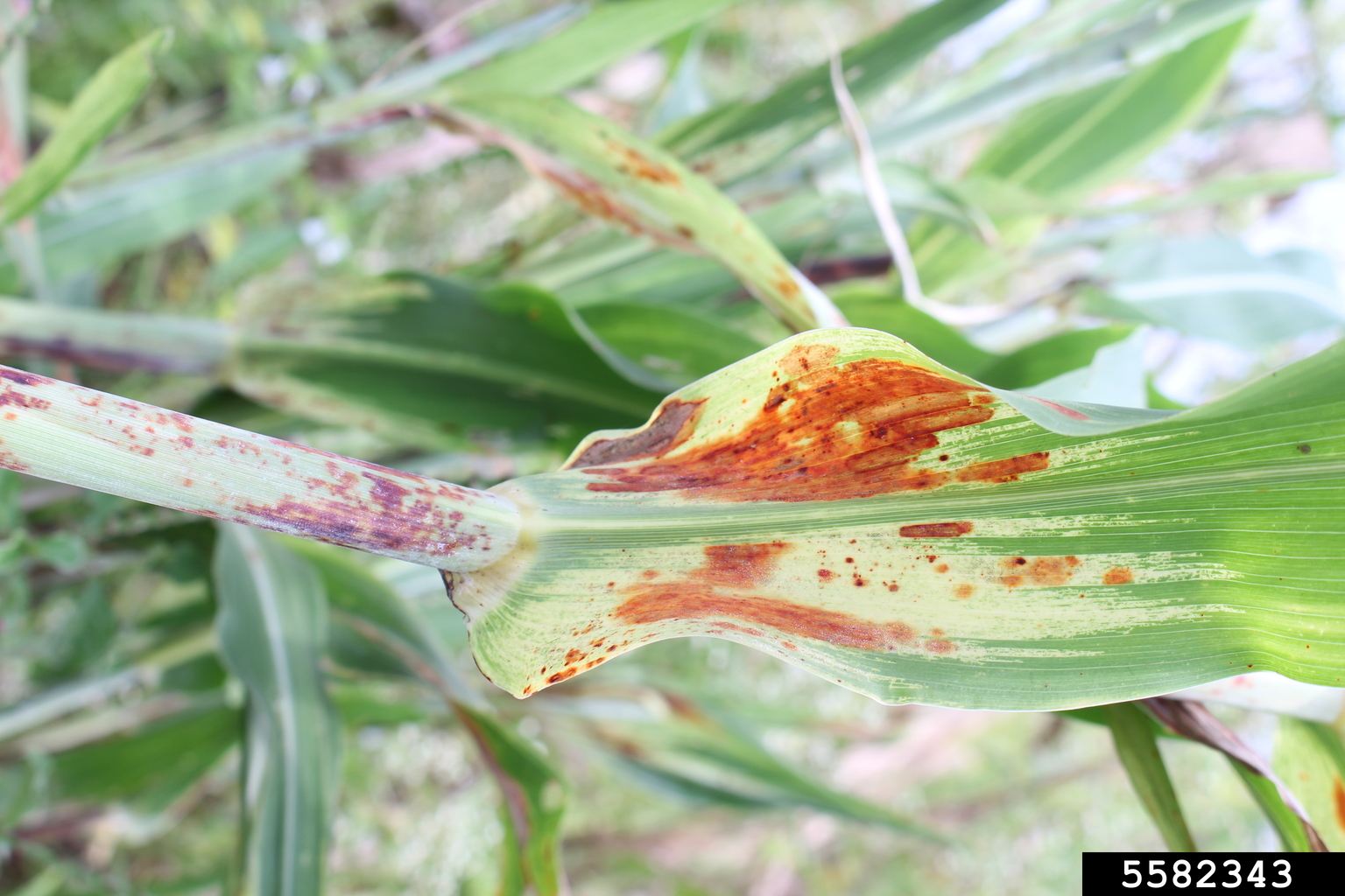 anthracnose (Colletotrichum graminicola (Ces.) G.W. Wilson)