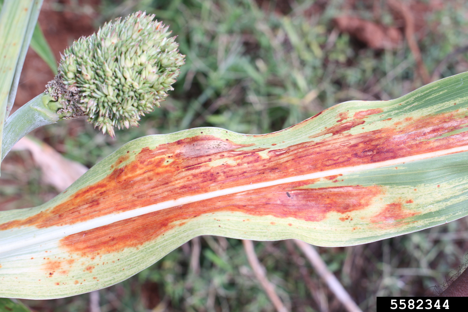 anthracnose (Colletotrichum graminicola (Ces.) G.W. Wilson)