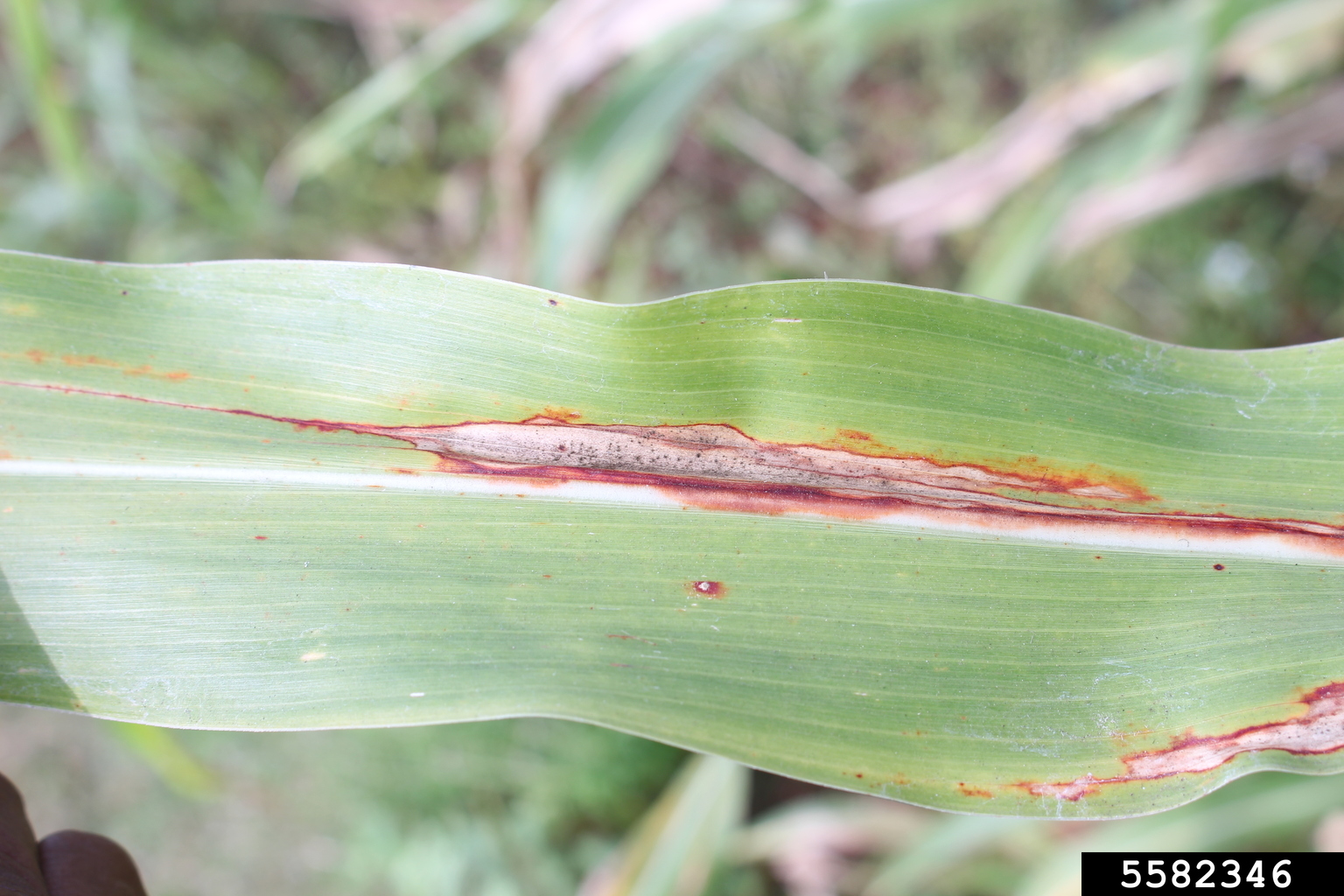 anthracnose (Colletotrichum graminicola (Ces.) G.W. Wilson)