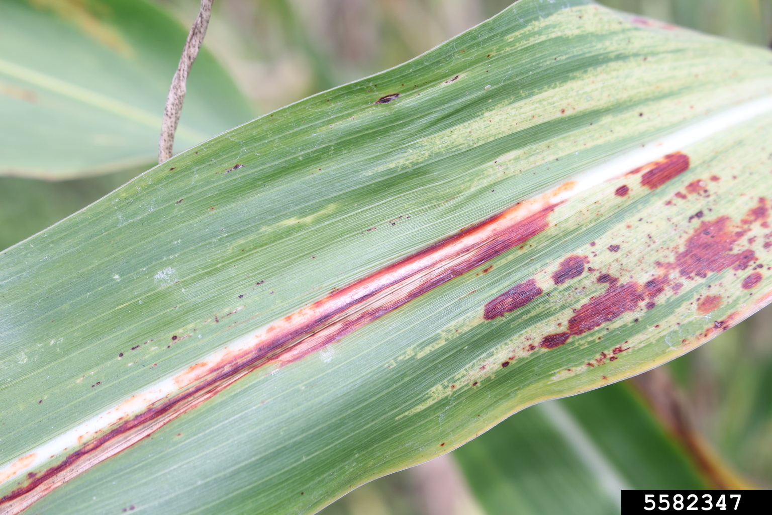 anthracnose (Colletotrichum graminicola (Ces.) G.W. Wilson)