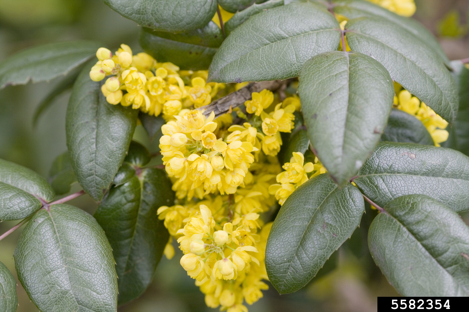 mountain grape (Berberis aquifolium Pursh)