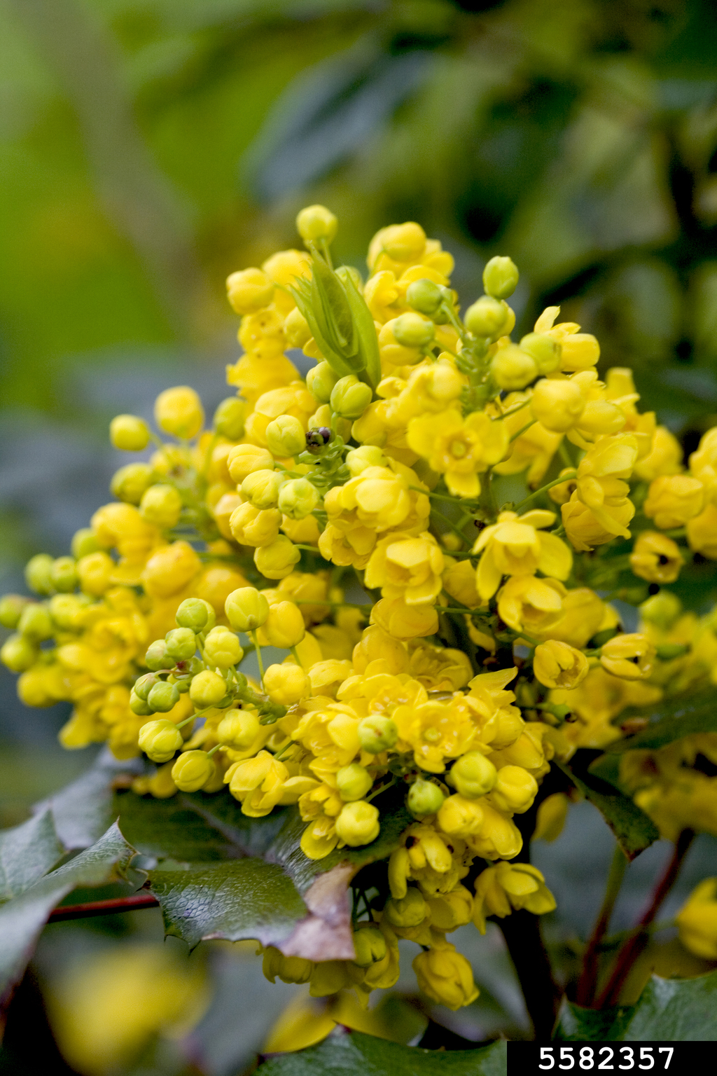mountain grape (Berberis aquifolium)