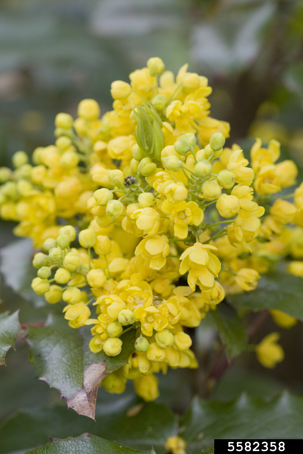 mountain grape (Berberis aquifolium Pursh)