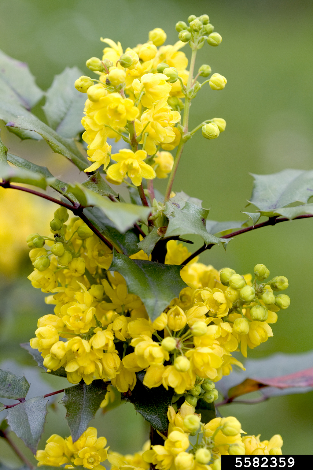 mountain grape (Berberis aquifolium Pursh)
