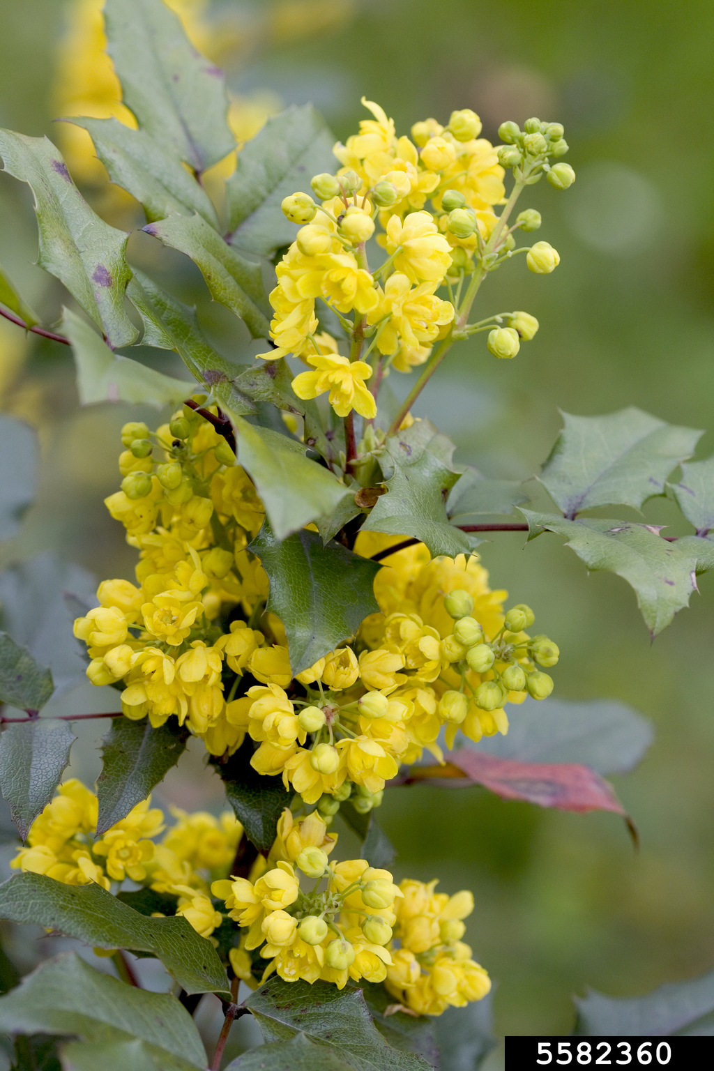 mountain grape (Berberis aquifolium)