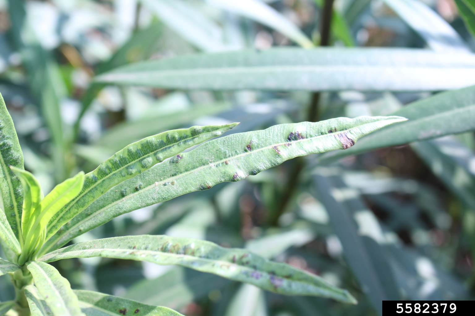 cucumber mosaic virus (CMV) (Cucumovirus CMV)
