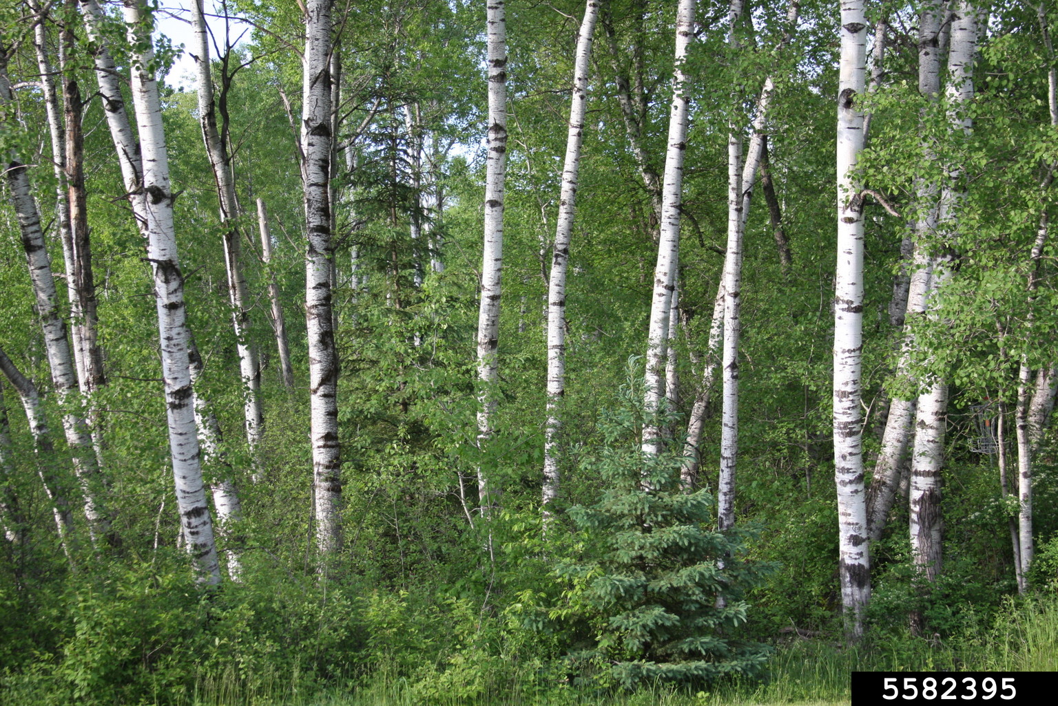 quaking aspen (Populus tremuloides)