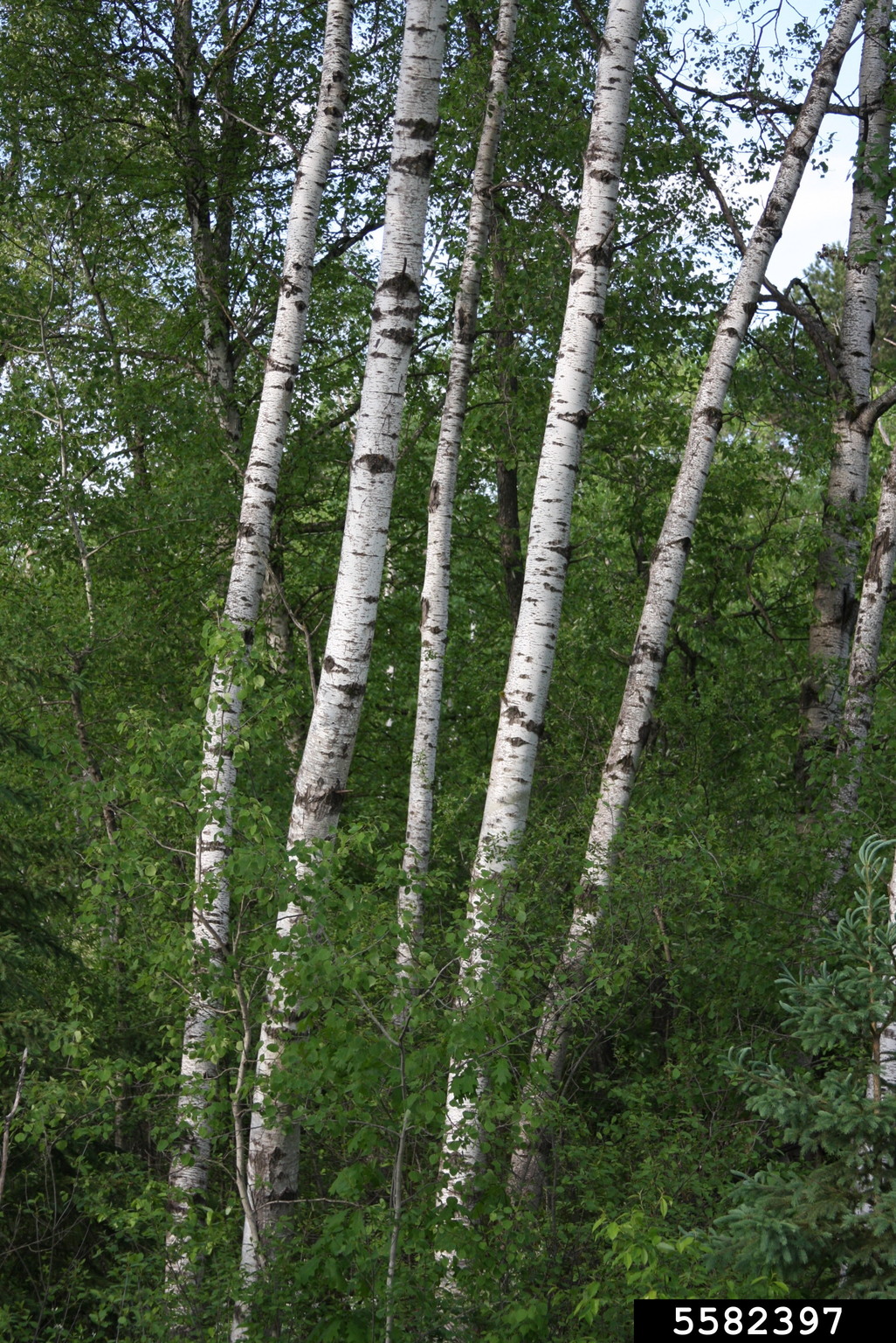 quaking aspen (Populus tremuloides Michx.)