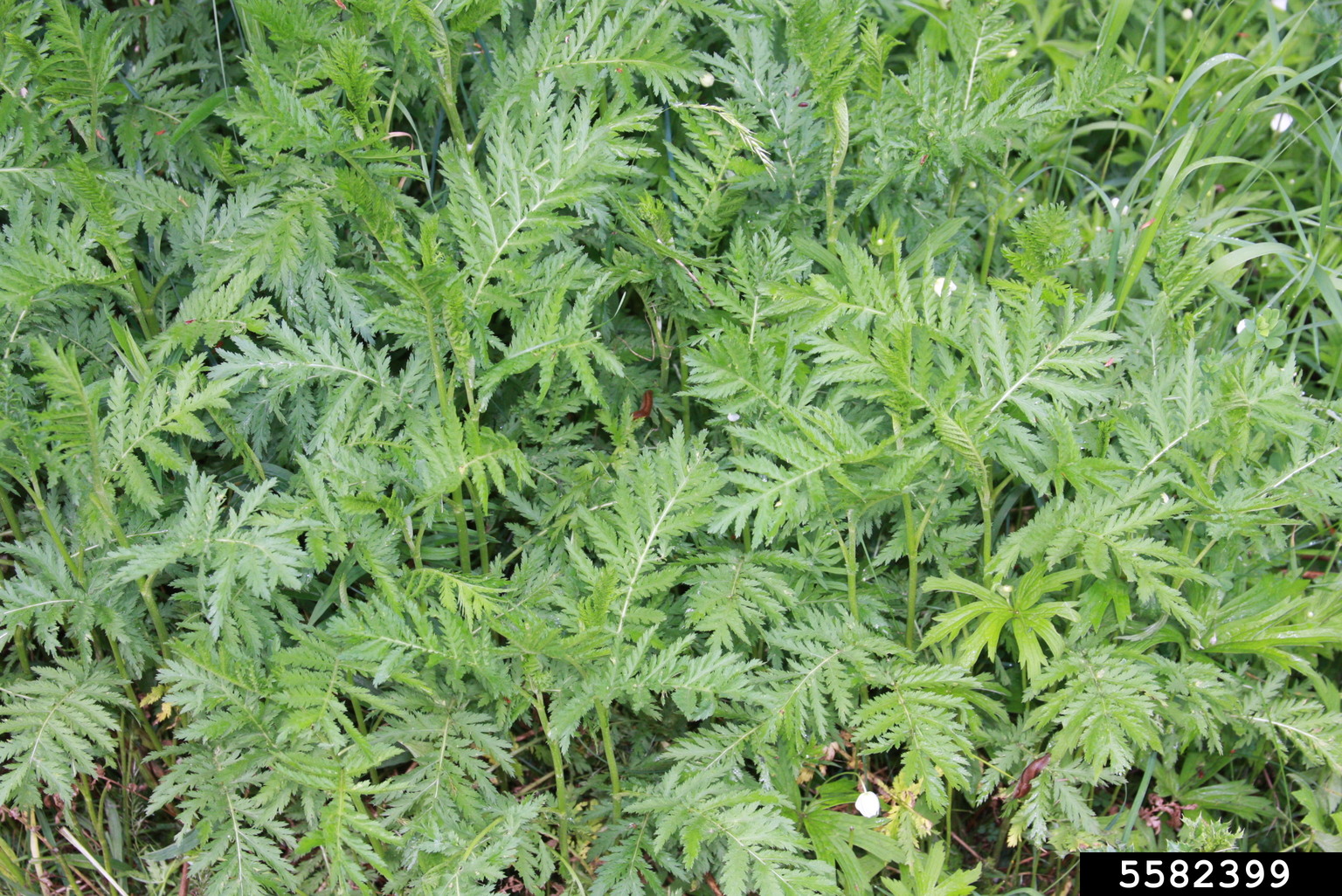 common tansy (Tanacetum vulgare L.)