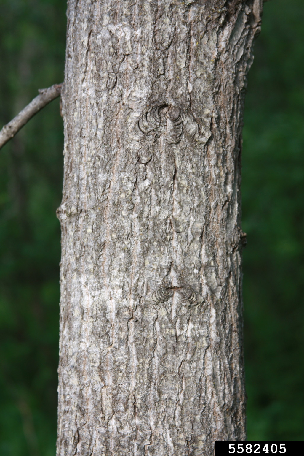 balsam poplar (Populus balsamifera L.)