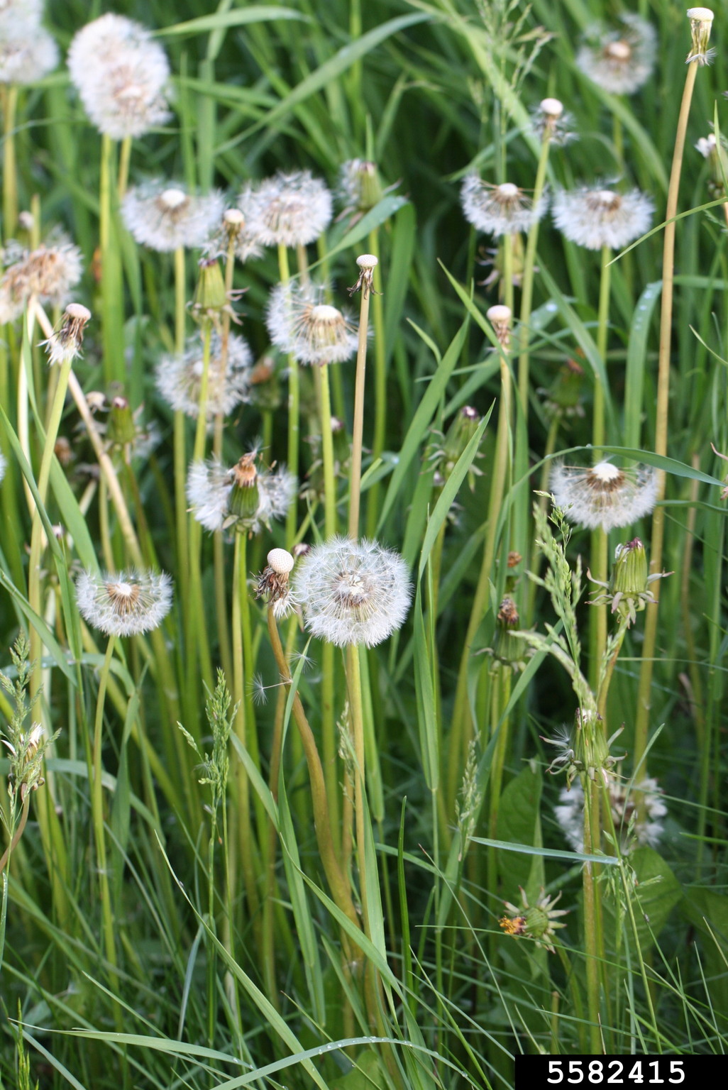 dandelion (Taraxacum officinale)