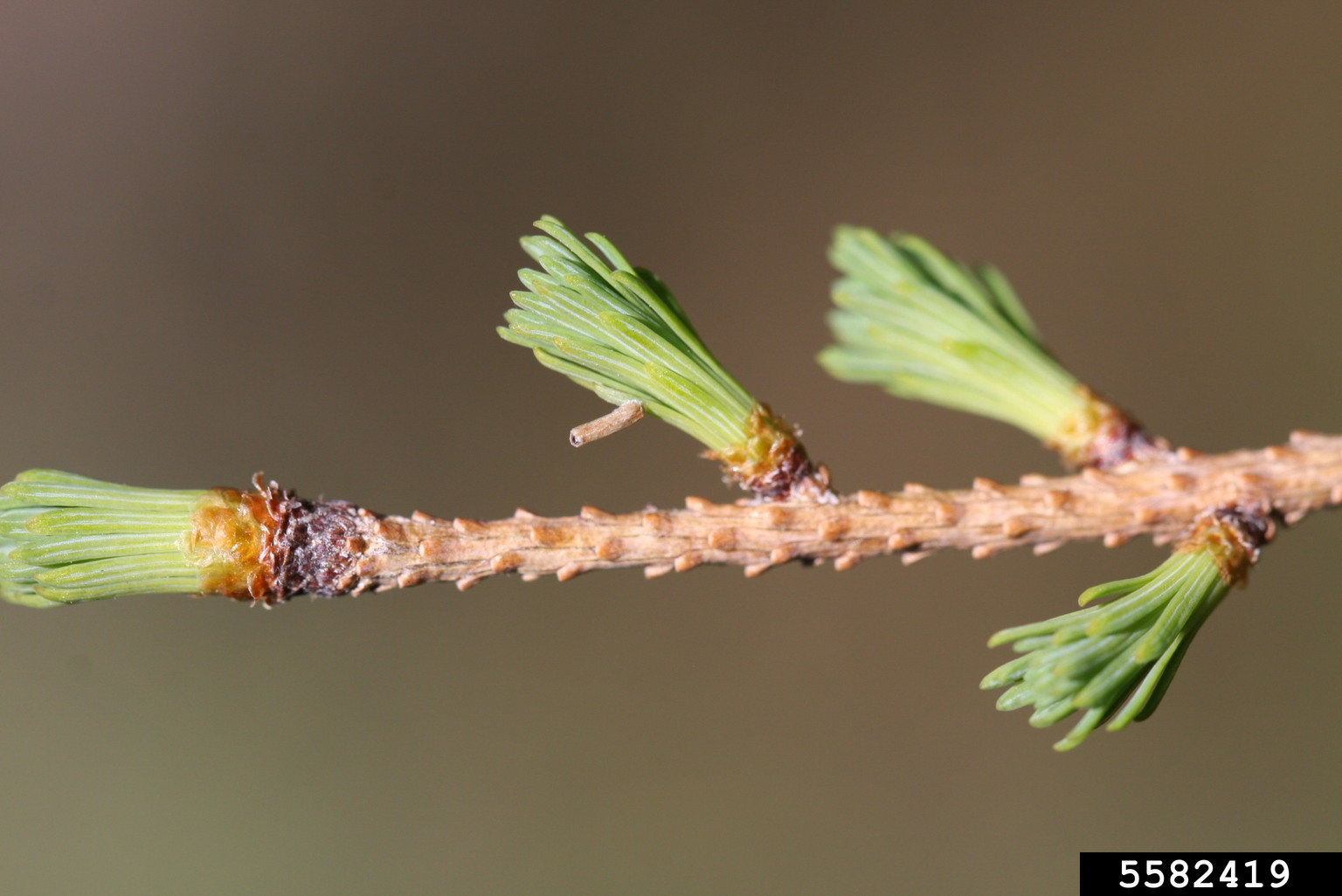 larch casebearer (Coleophora laricella)