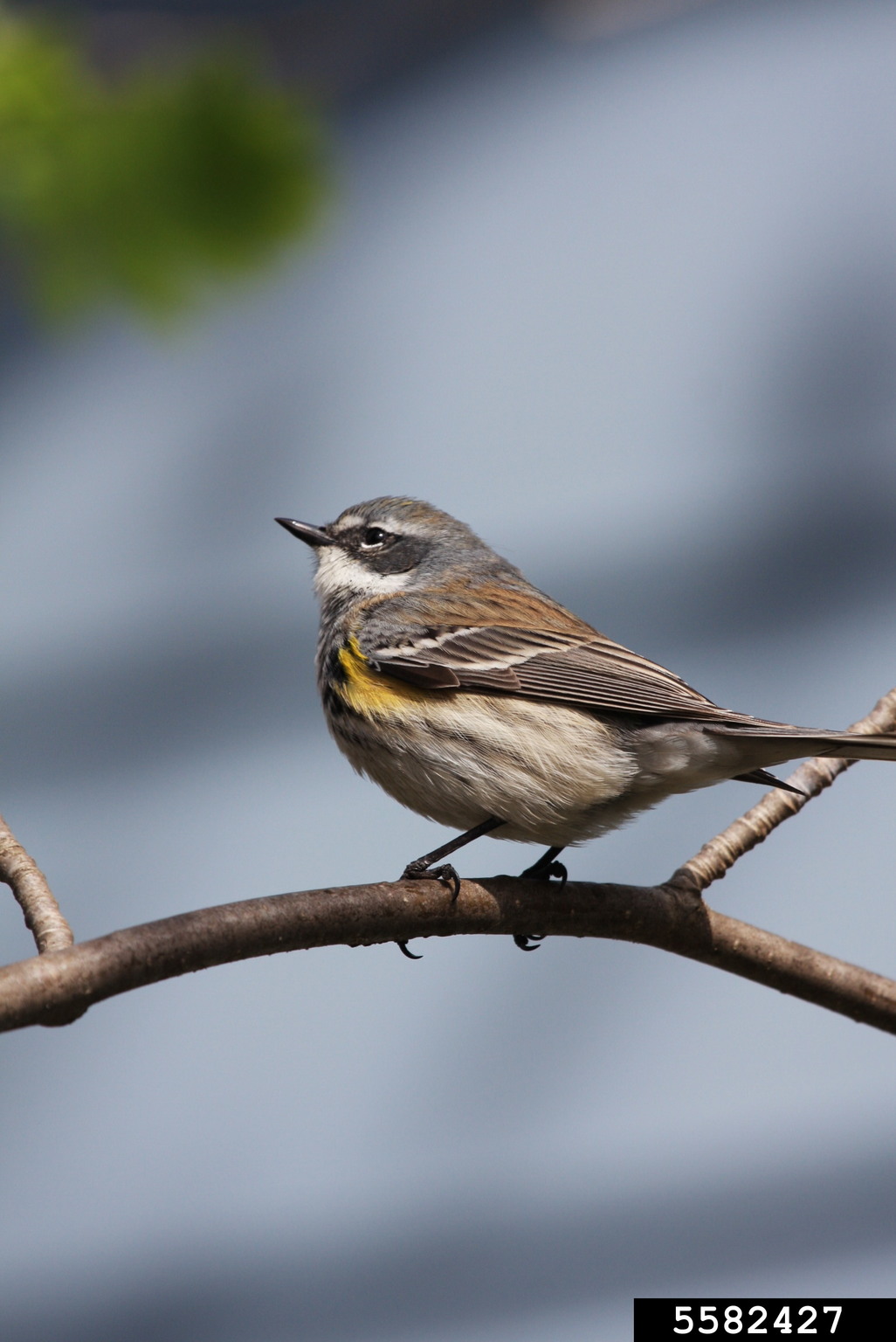 yellow-rumped warbler (Setophaga coronata)