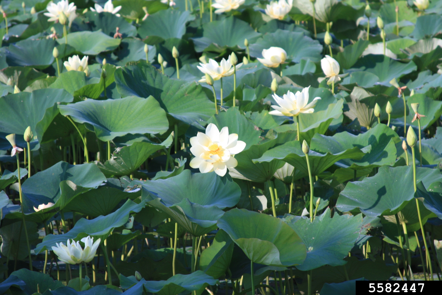American lotus (Nelumbo lutea Willd.)