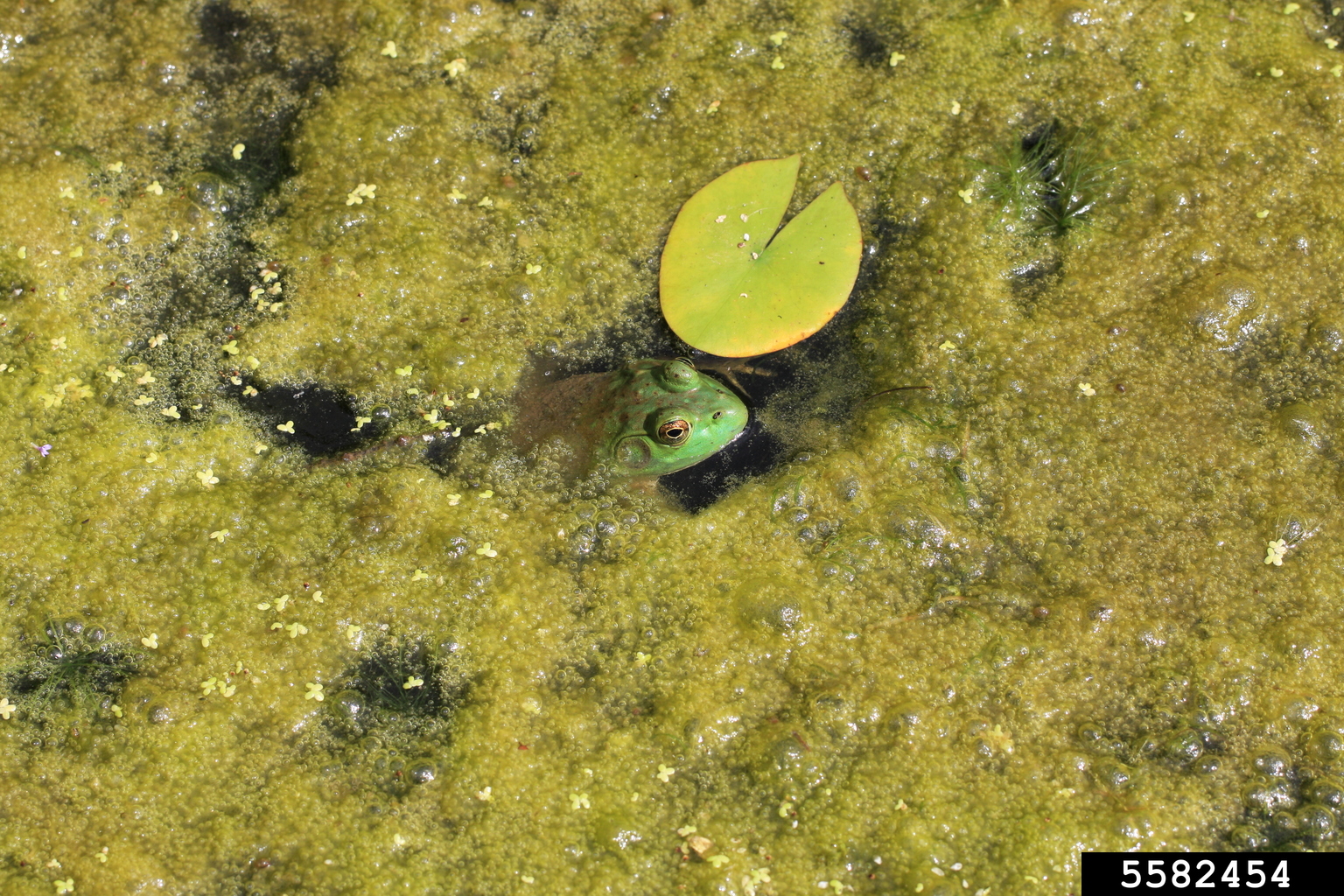 northern green frog, Lithobates clamitans (Anura: Ranidae) - 5582454