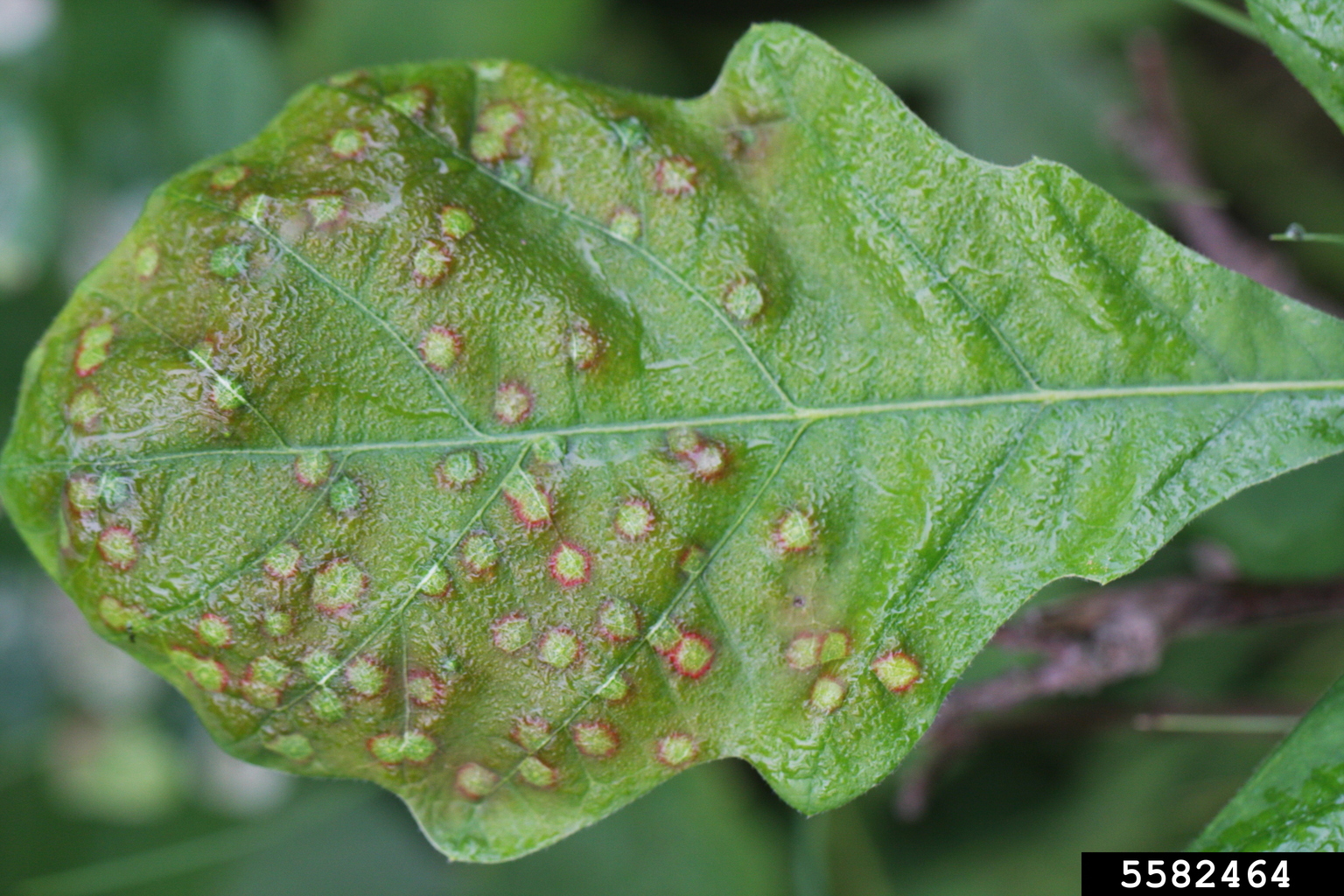 leaf spot (Tubakia dryina)