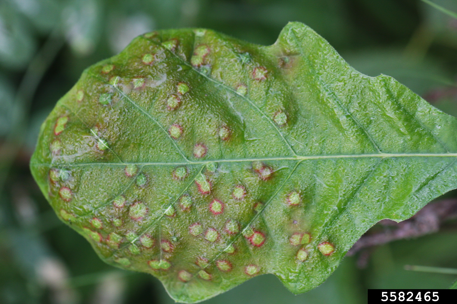 leaf spot (Tubakia dryina)
