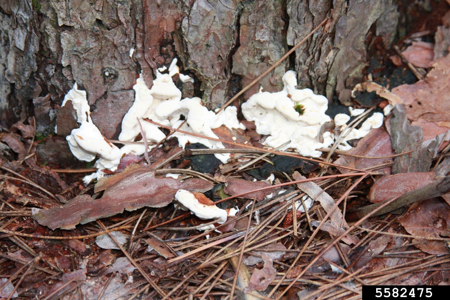 annosum root disease (Heterobasidion annosum (Fr) Bref.)