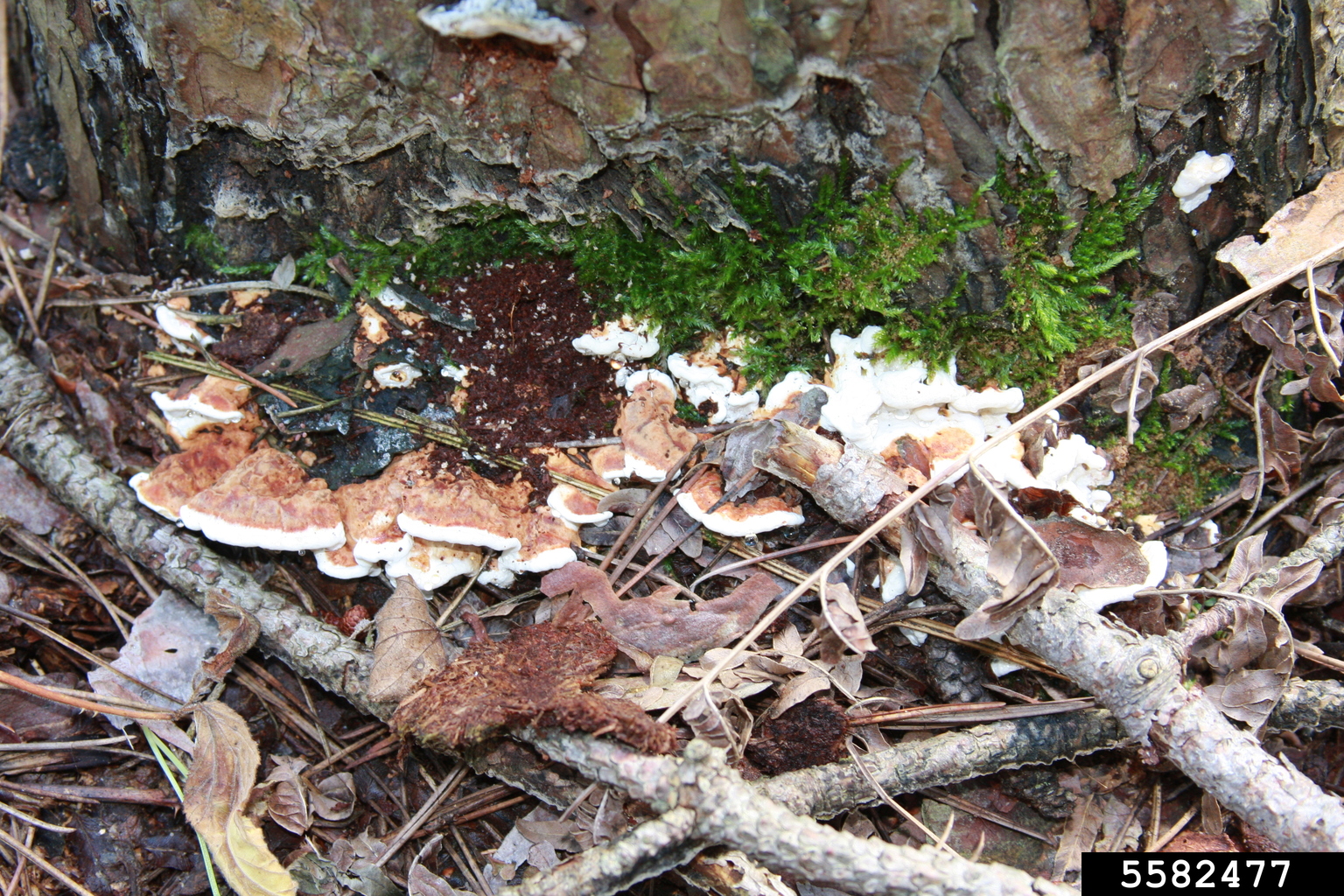 annosum root disease (Heterobasidion annosum)