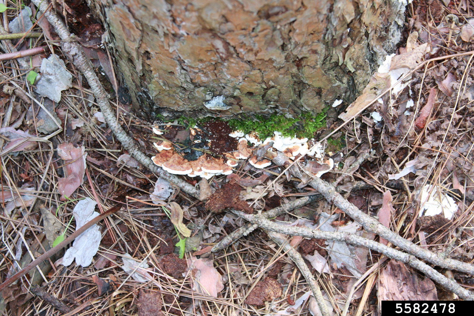 annosum root disease (Heterobasidion annosum (Fr) Bref.)