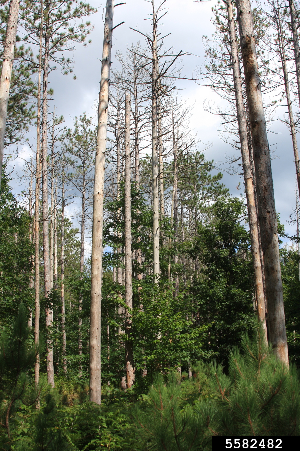 annosum root disease (Heterobasidion annosum (Fr) Bref.)